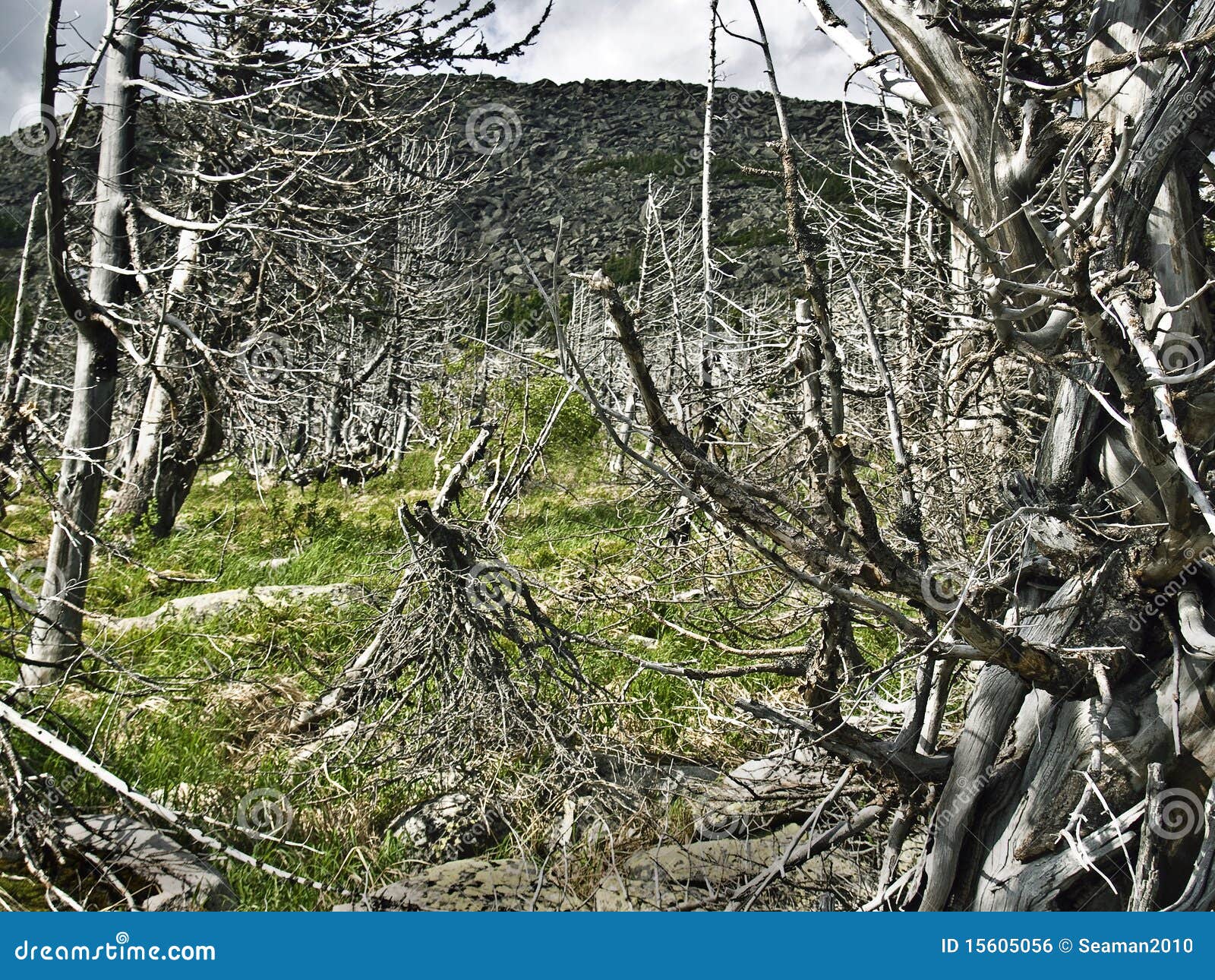 Dead trees stock photo. Image of curves, forest, summer - 15605056