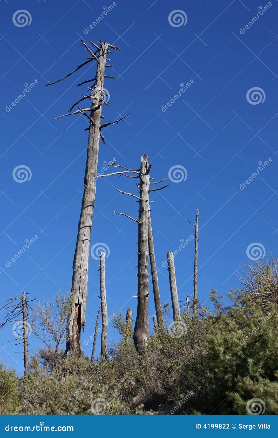 Dead trees stock photo. Image of climate, solitude, damage - 4199822