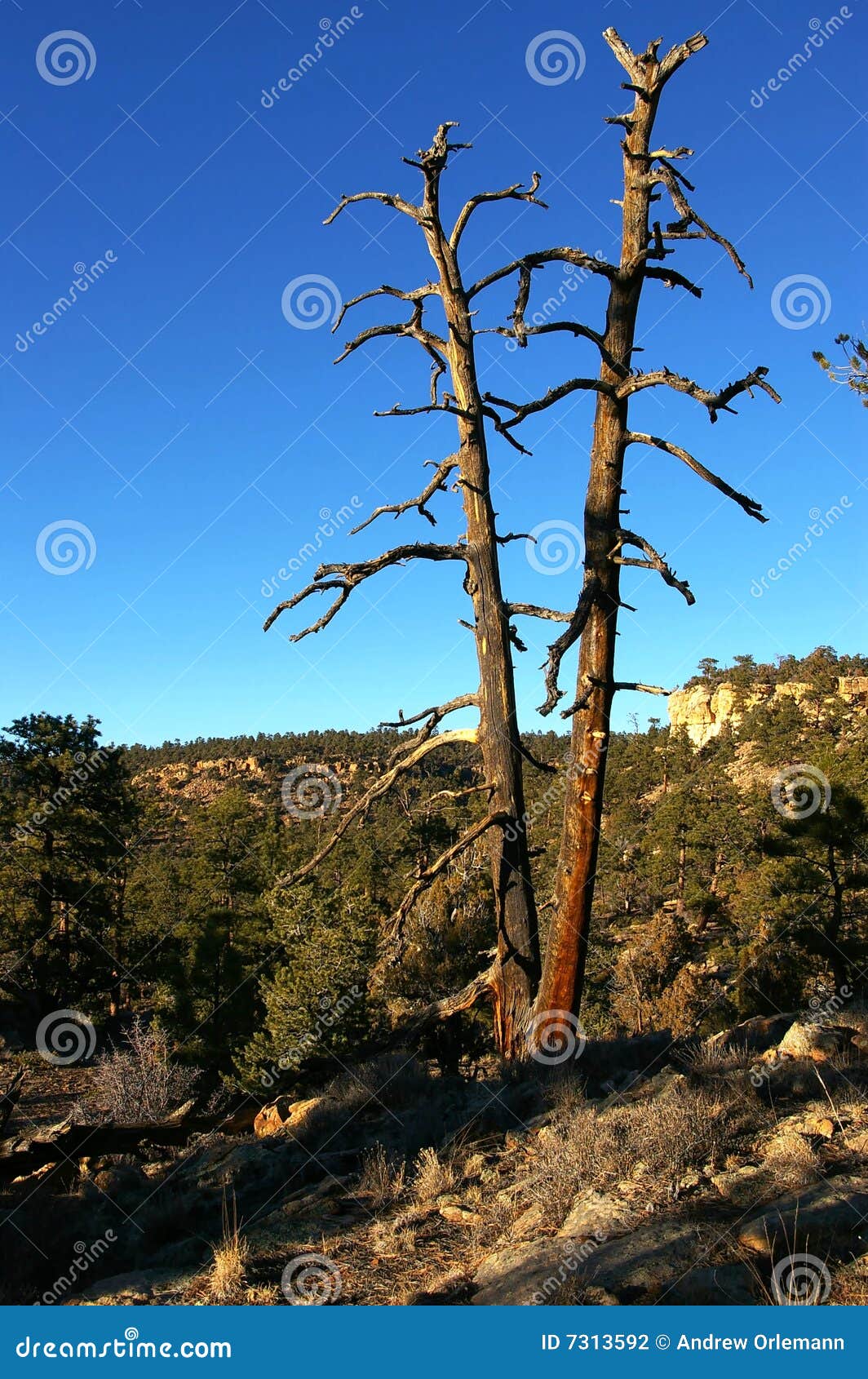 Dead Trees stock photo. Image of pines, trees, stone, snag - 7313592