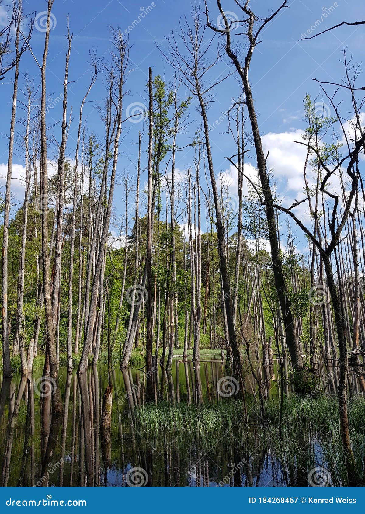 Dead Trees in an Alder Marsh at the Briese Stream, North of Berlin ...