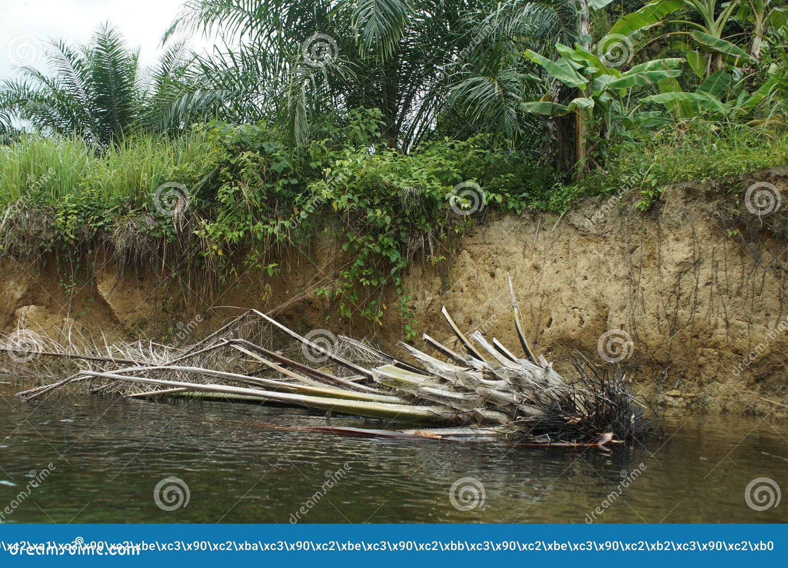 Dead Trees Along the River in Thailand Nature Coast Stock Image - Image ...