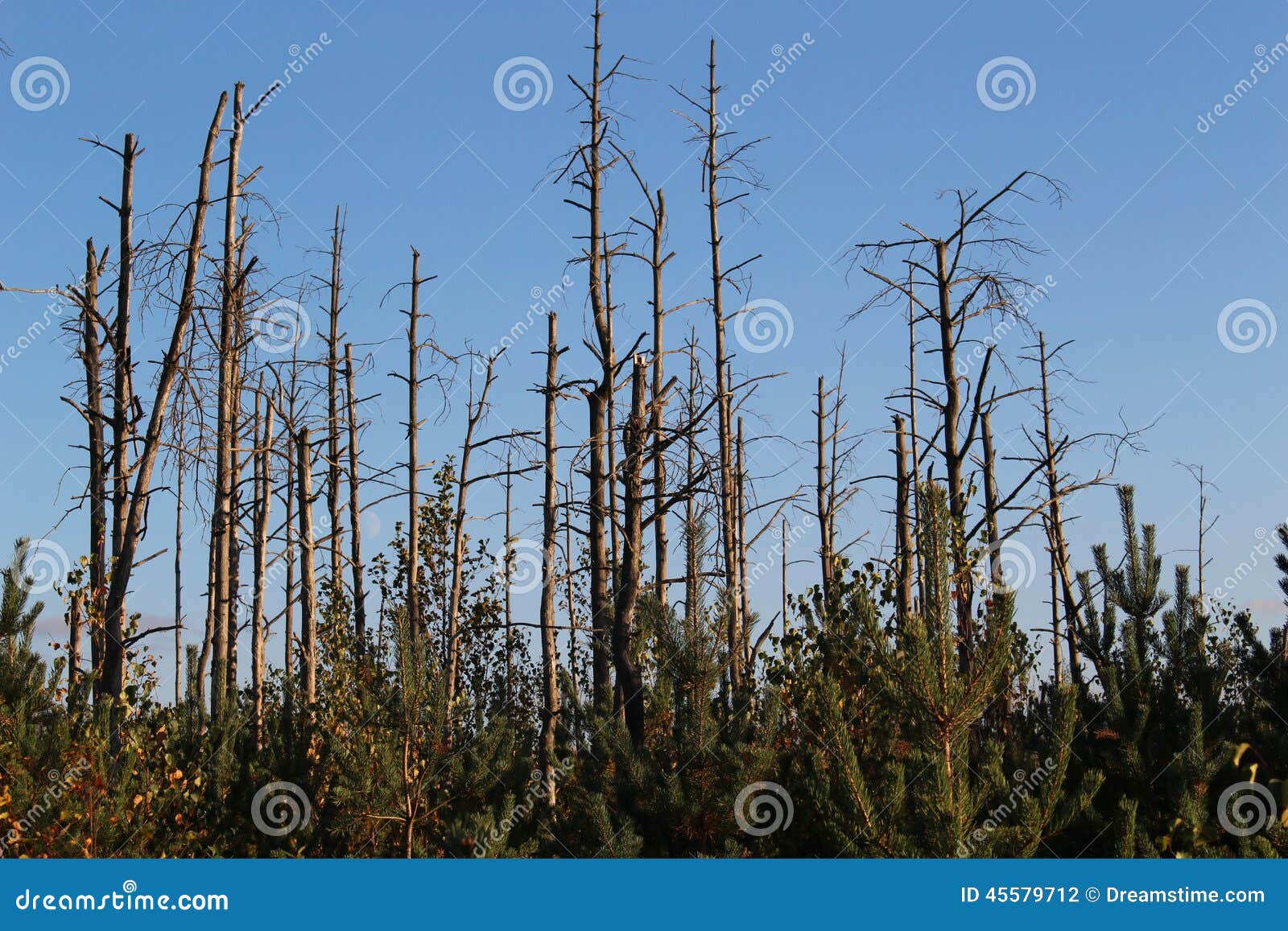 Dead trees stock photo. Image of living, dead, branches - 45579712