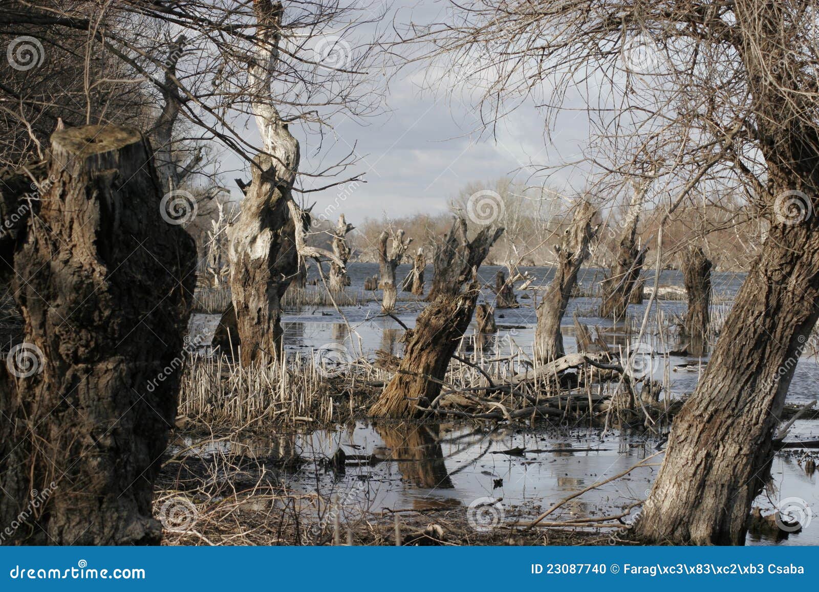 Dead Trees Sticking Out Of The Swamp Stock Photo | CartoonDealer.com ...