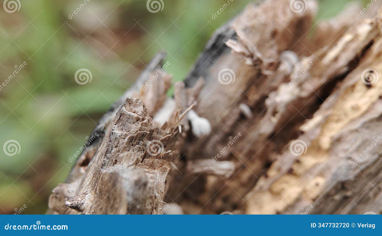 Dead Trees Become Homes for Termites Stock Photo - Image of tree ...