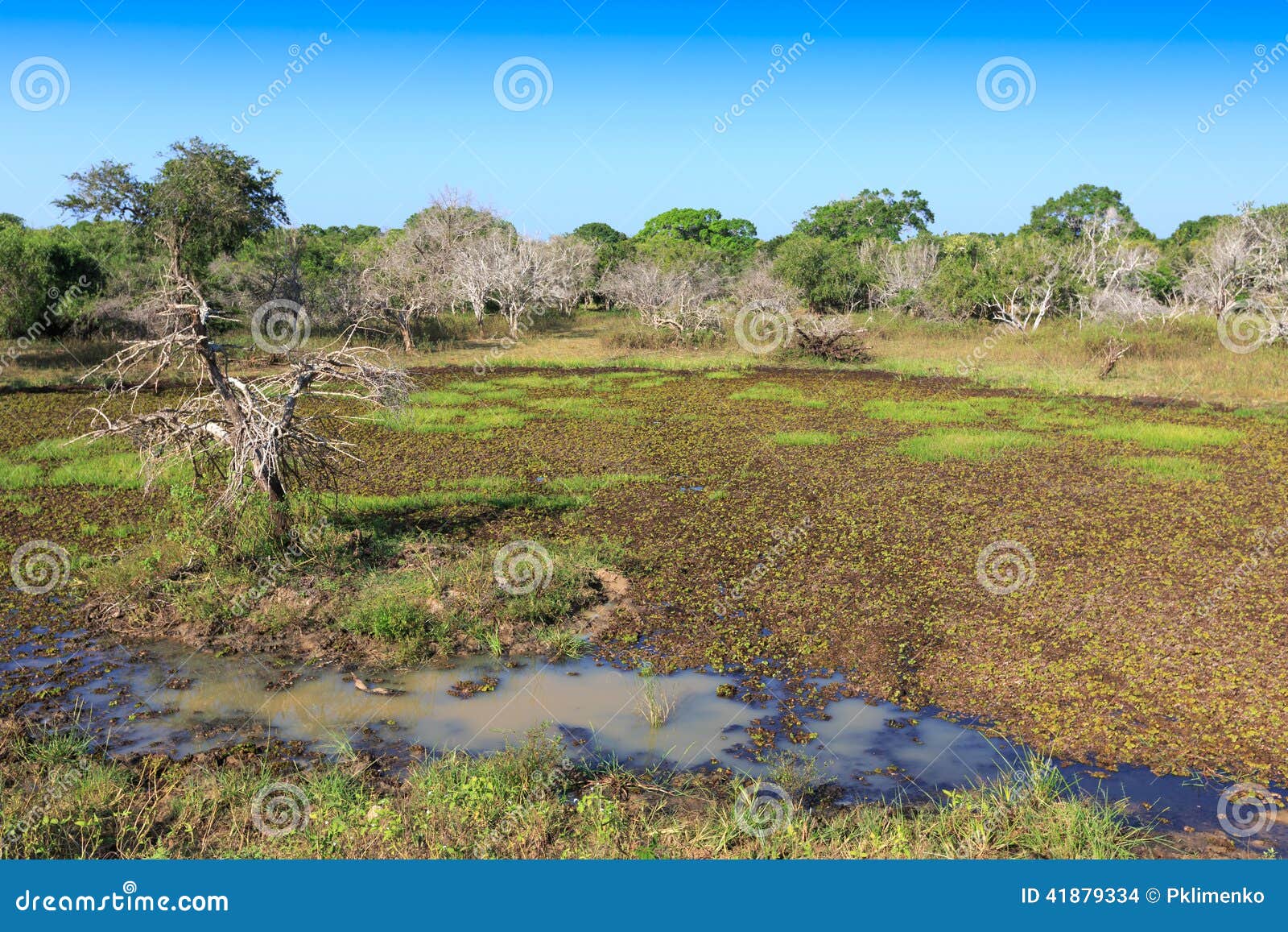 Dead Trees on Bog in Jungle Stock Photo - Image of outdoor, beauty ...