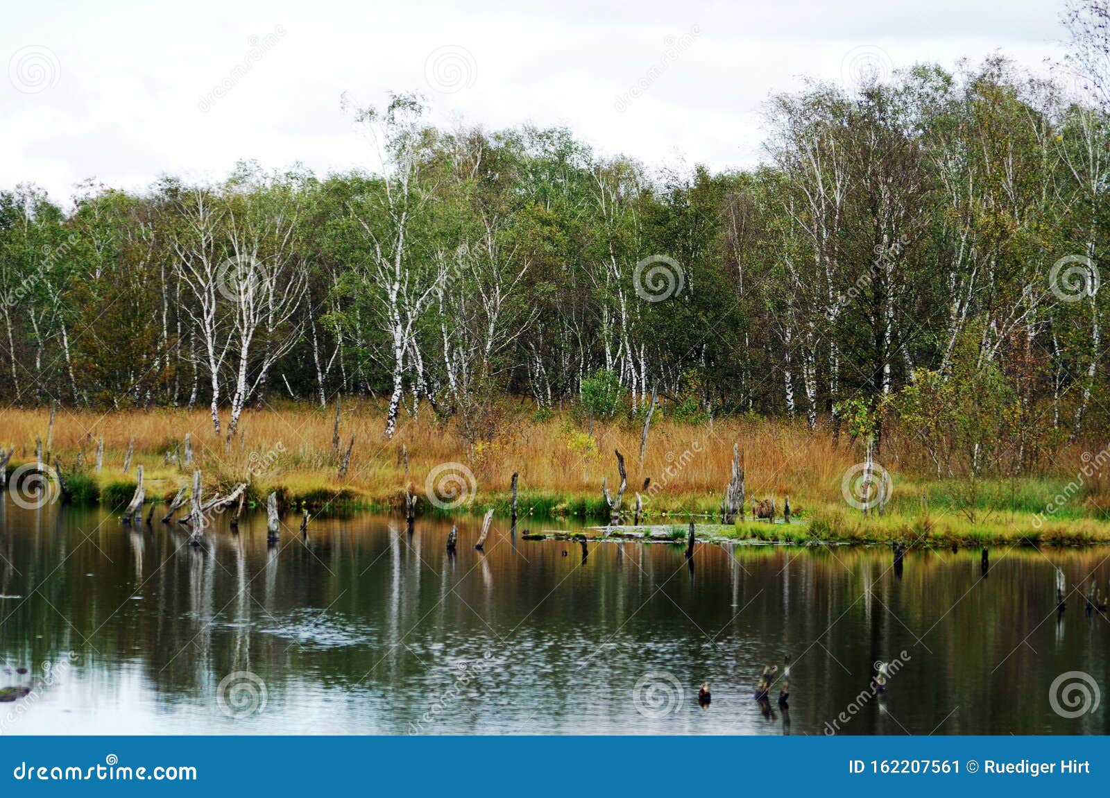 Dead trees in a bog lake stock image. Image of tree - 162207561