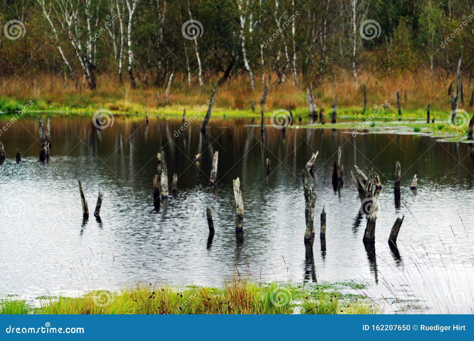 Dead trees in a bog lake stock photo. Image of birch - 162207650