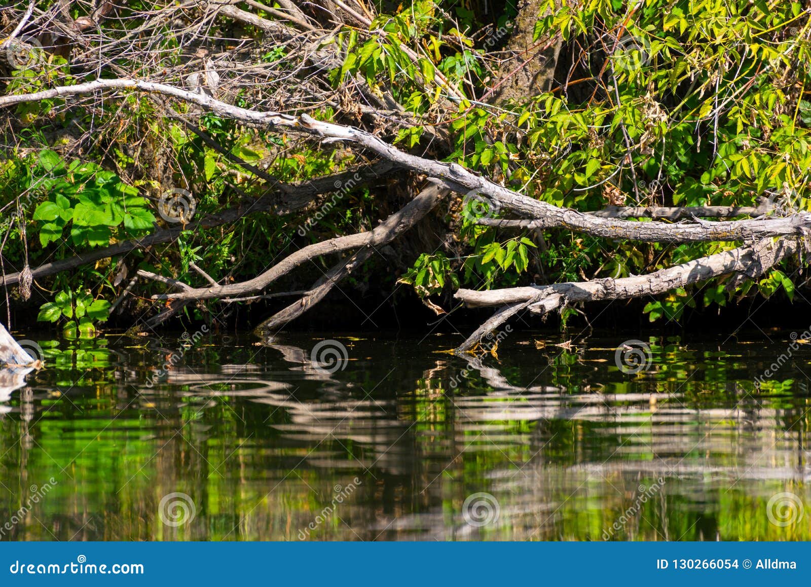 Dead Trees and Branches in the Water Stock Photo - Image of blue, water ...