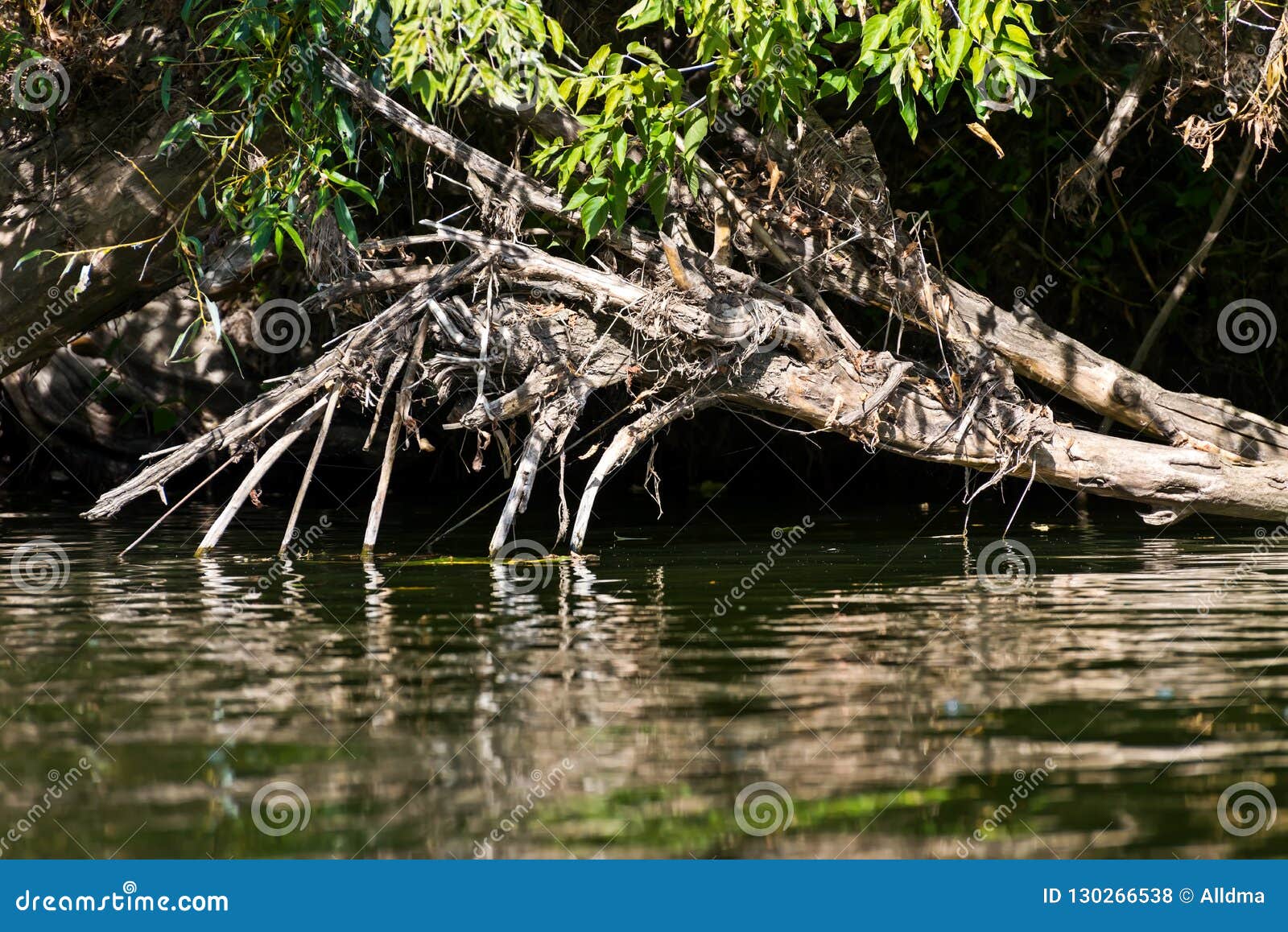 Dead Trees and Branches in the Water Stock Photo - Image of trunk ...