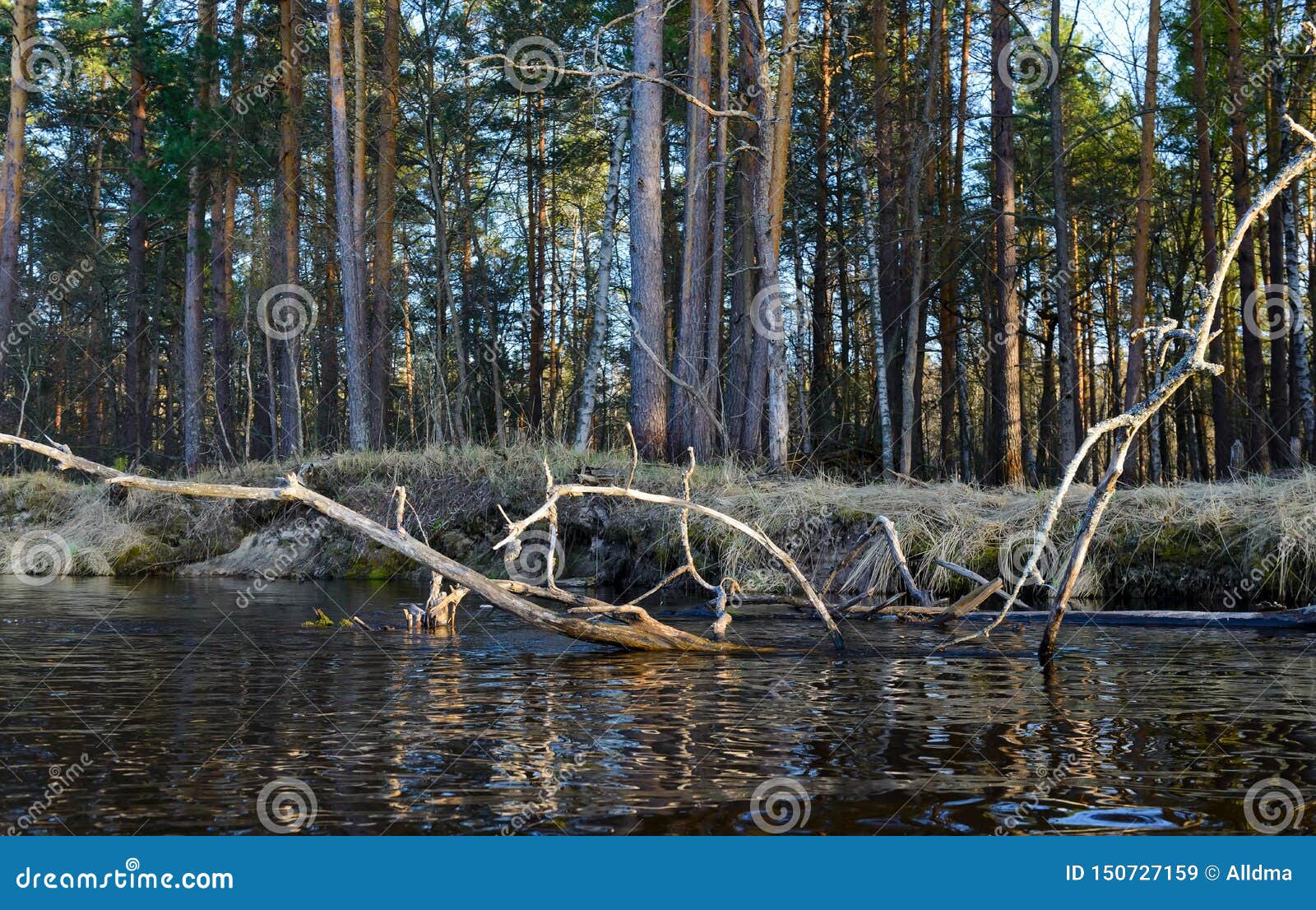 Dead Trees and Branches in the Water Stock Image - Image of natural ...