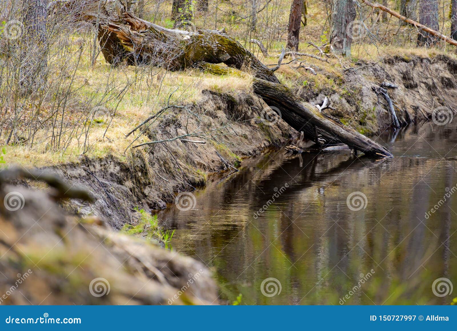 Dead Trees and Branches in the Water Stock Image - Image of closeup ...