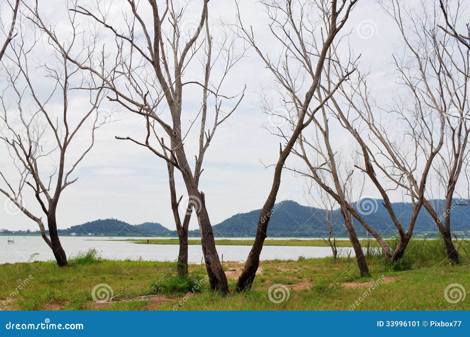 Dead trees in dam area stock image. Image of irrigation - 33996101