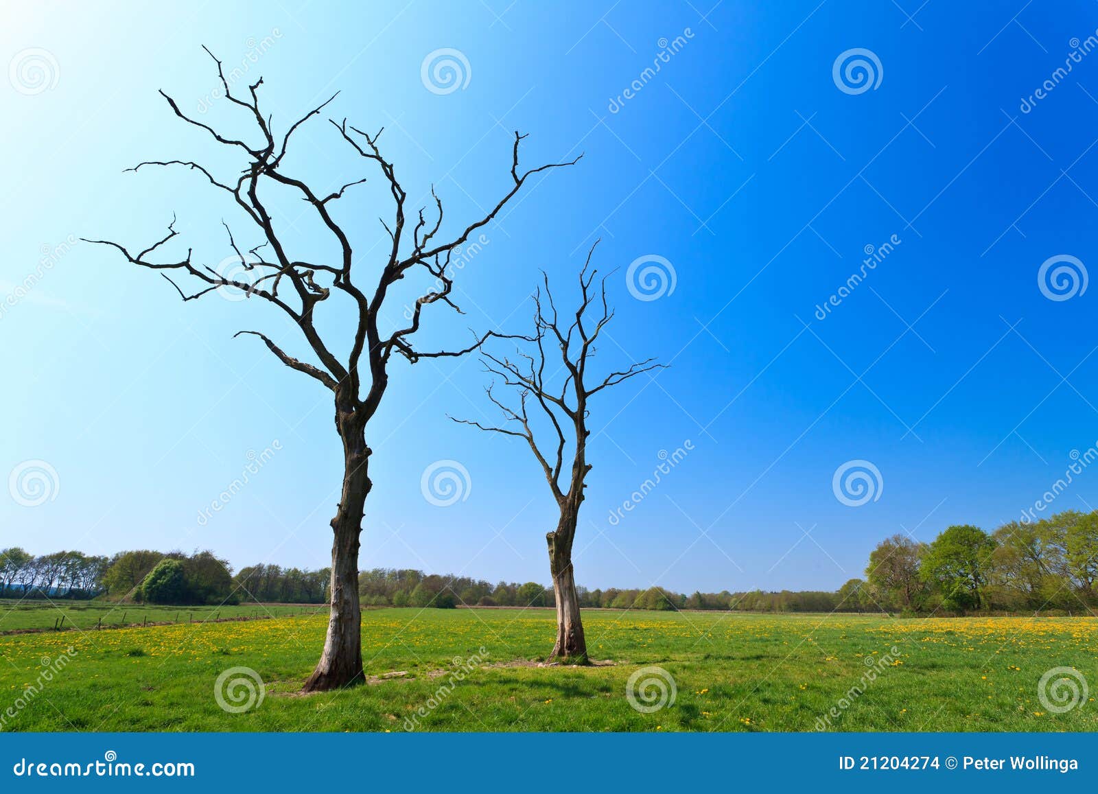 Dead Trees in a Dandelion Flower Field Stock Photo - Image of spring ...