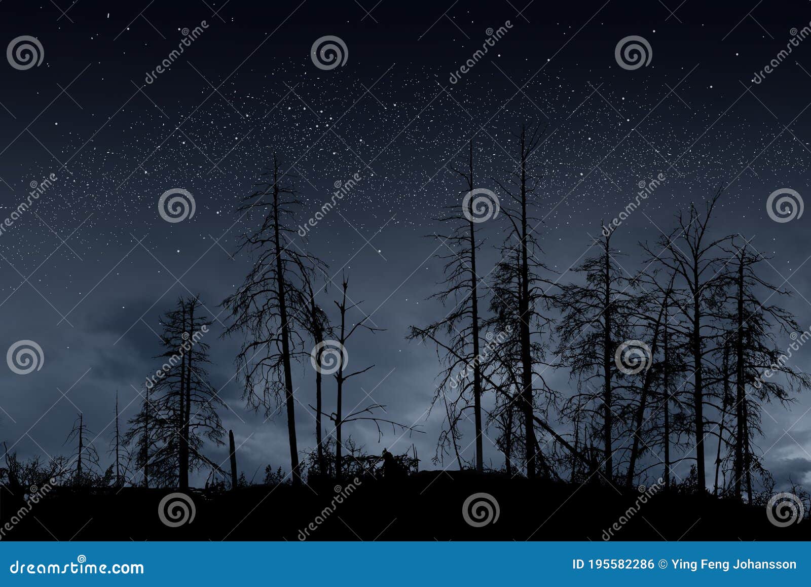 Dead Trees on Dark Night with Bright Stars Stock Photo - Image of ...