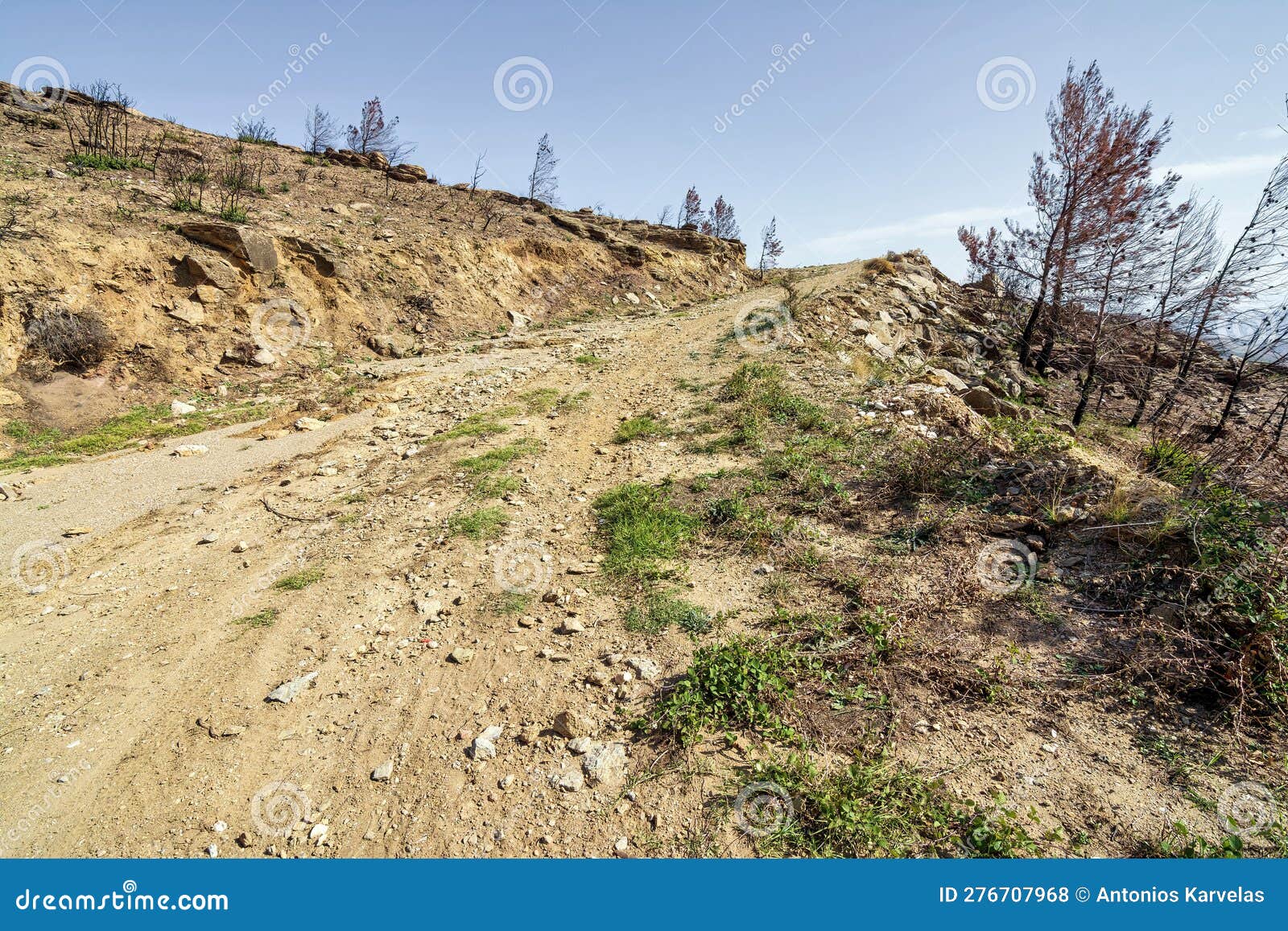 Dead Trees and Dead Forest after a Massive Forest Fire. Burned Trees on ...