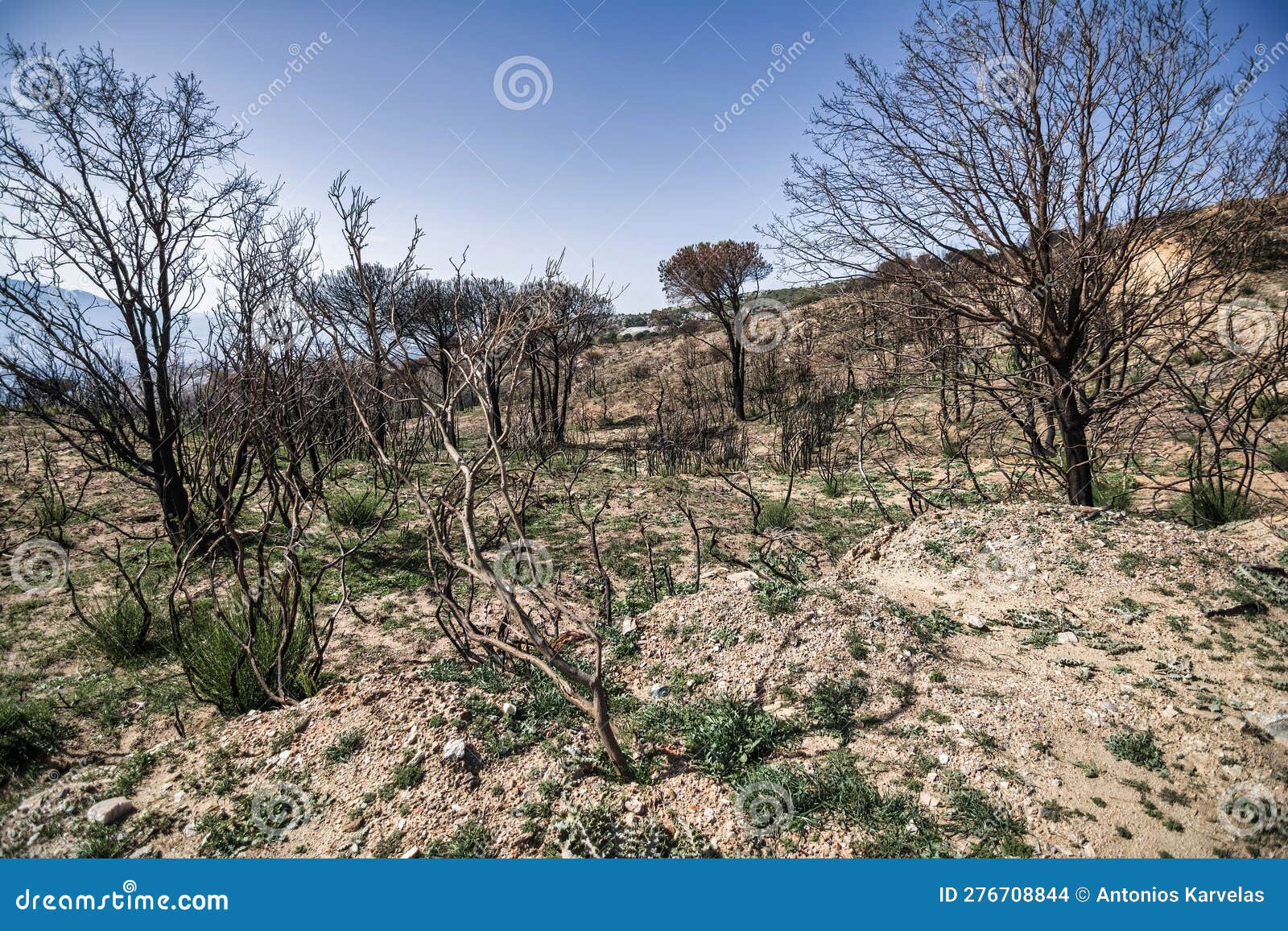 Dead Trees and Dead Forest after a Massive Forest Fire. Burned Trees on ...