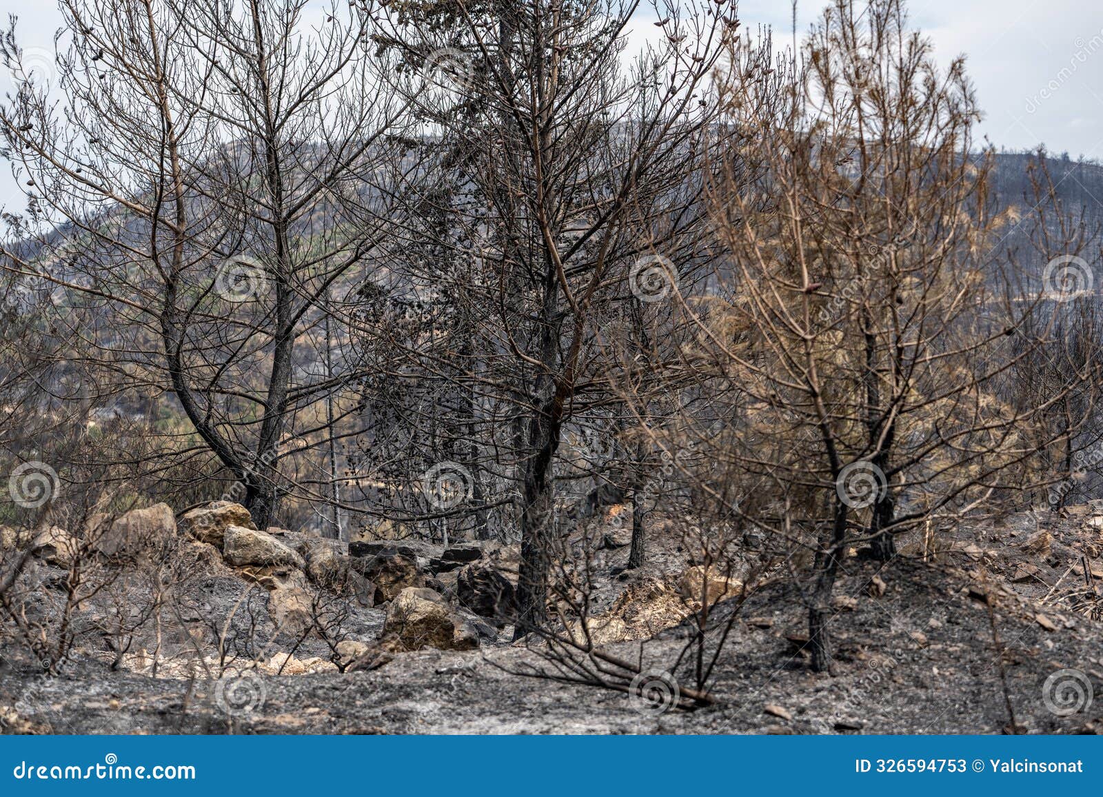 Dead Trees and Dead Forest after a Massive Forest Fire. Natural ...
