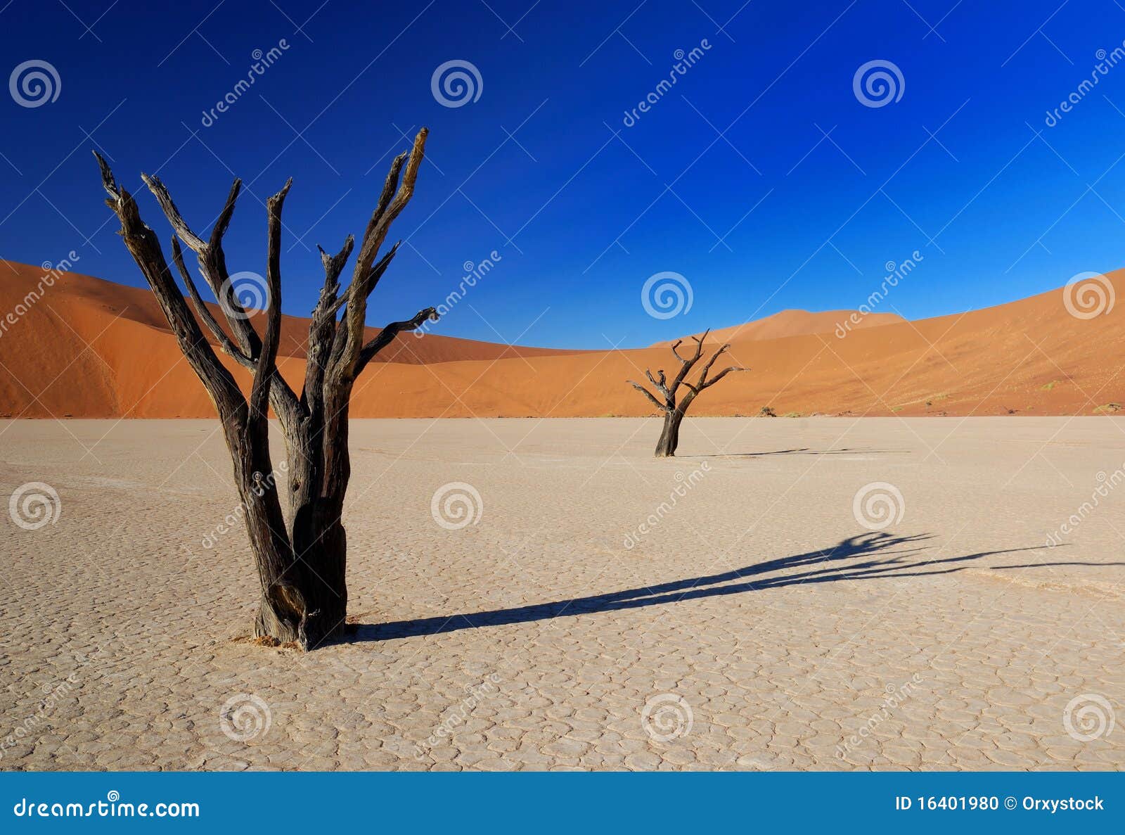 Dead Trees in Deadvlei stock photo. Image of africa, landscape - 16401980
