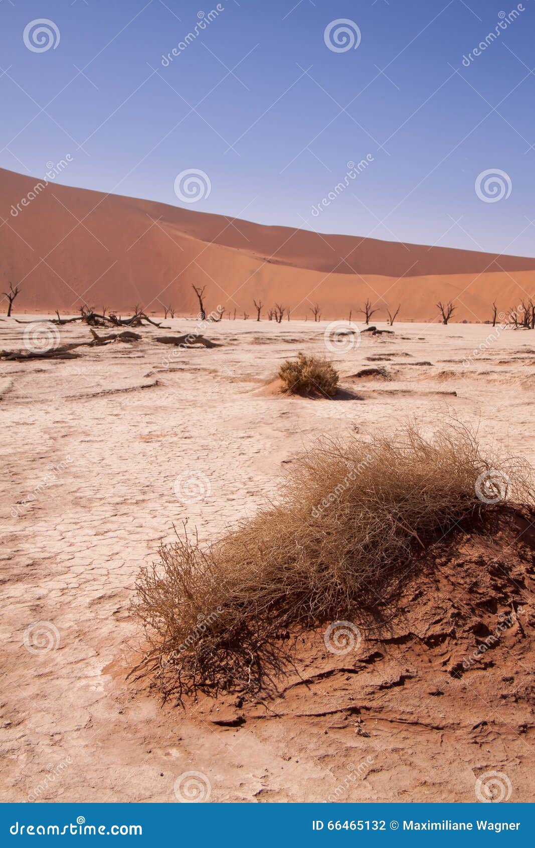 Dead Trees in Deadvlei, Namib Desert, Namibia, Africa Stock Photo ...