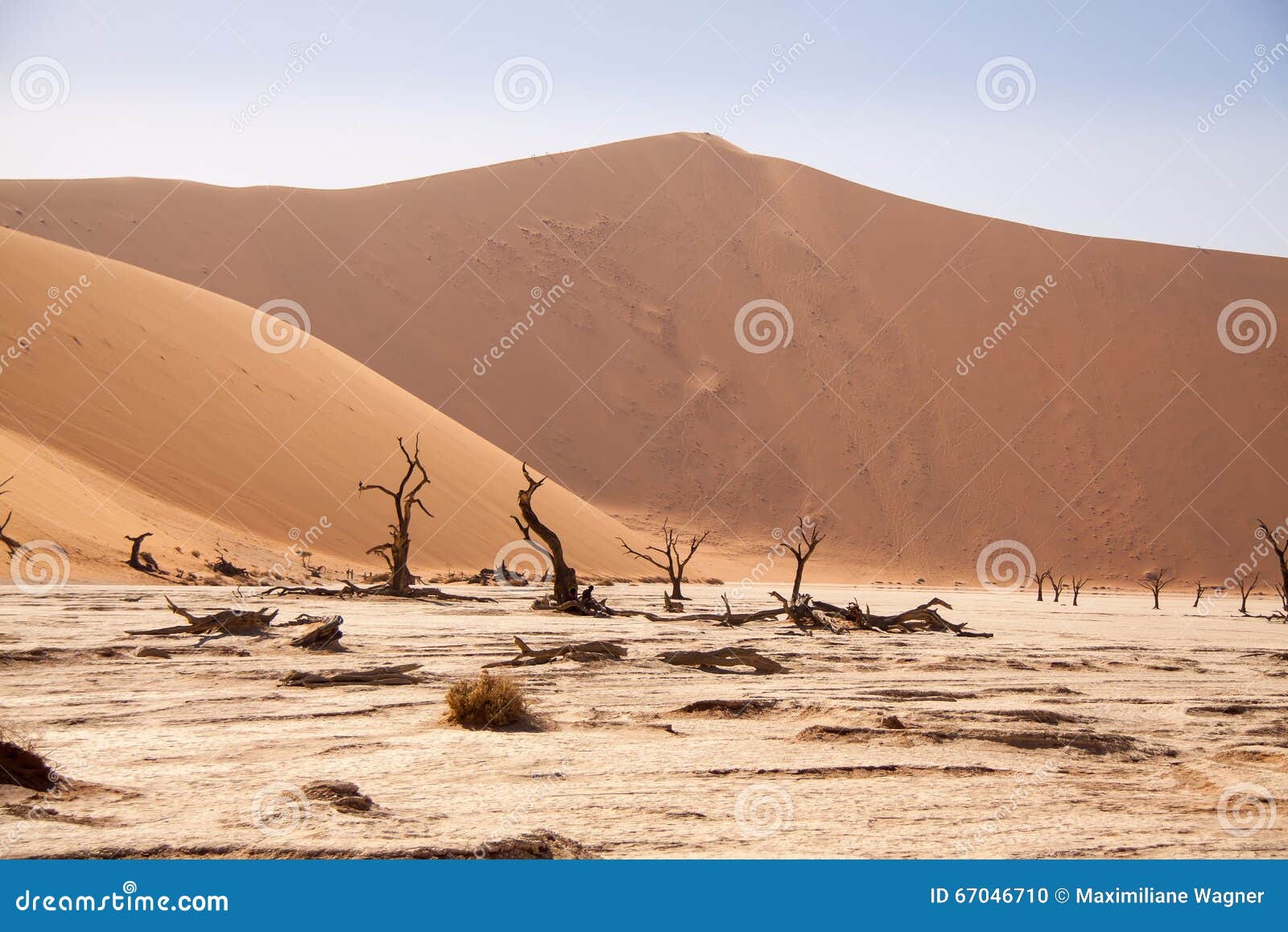 Dead Trees in Deadvlei, Namib Desert, Namibia Stock Photo - Image of ...