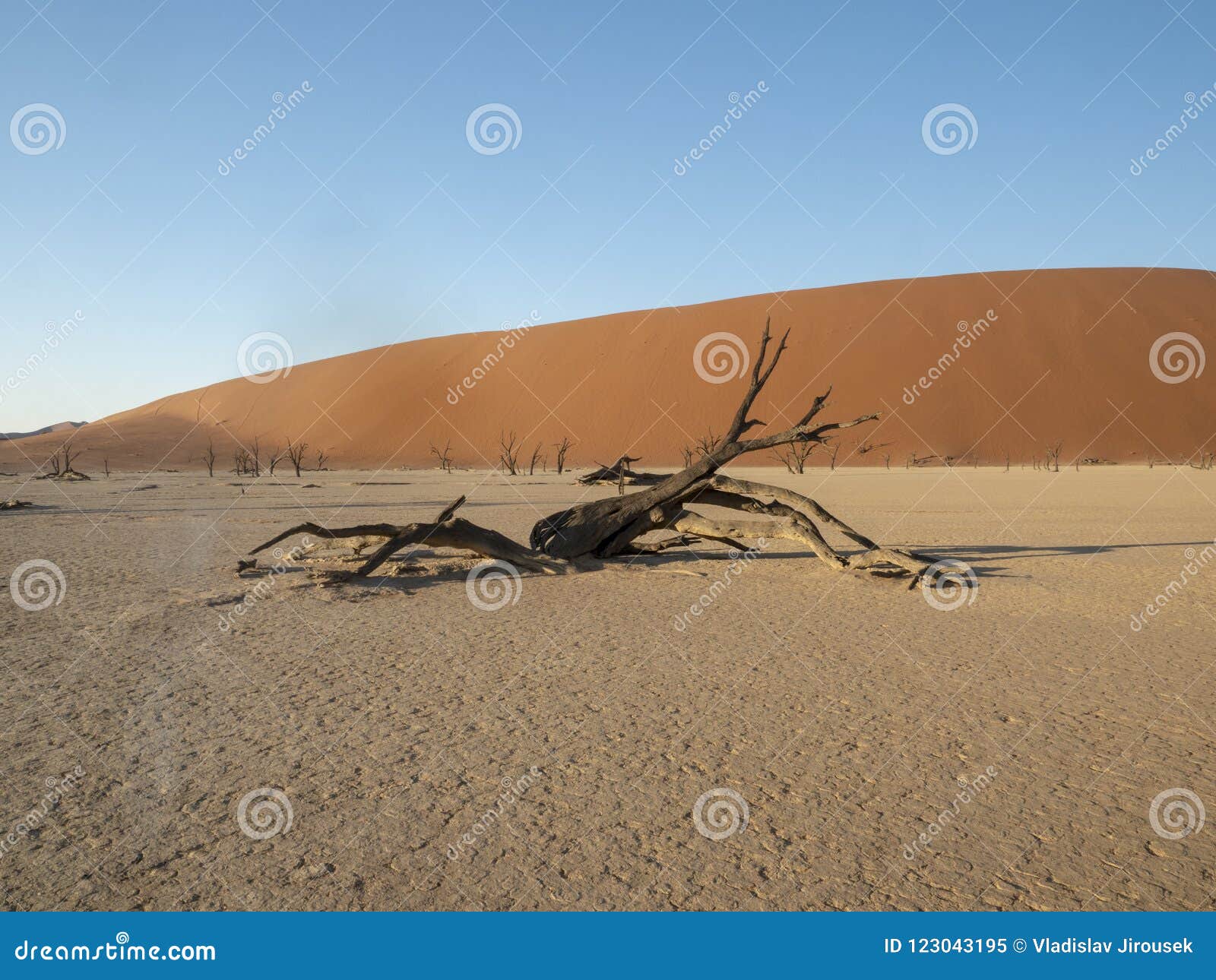 Dead Trees, in Deadvlei, Namibia Stock Image - Image of desert ...