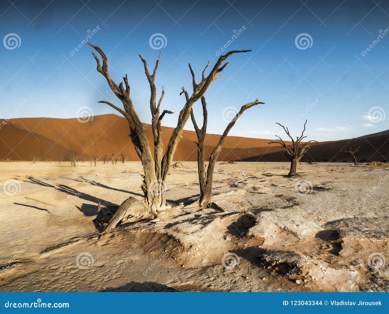 Dead Trees, in Deadvlei, Namibia Stock Photo - Image of scenic, nature ...