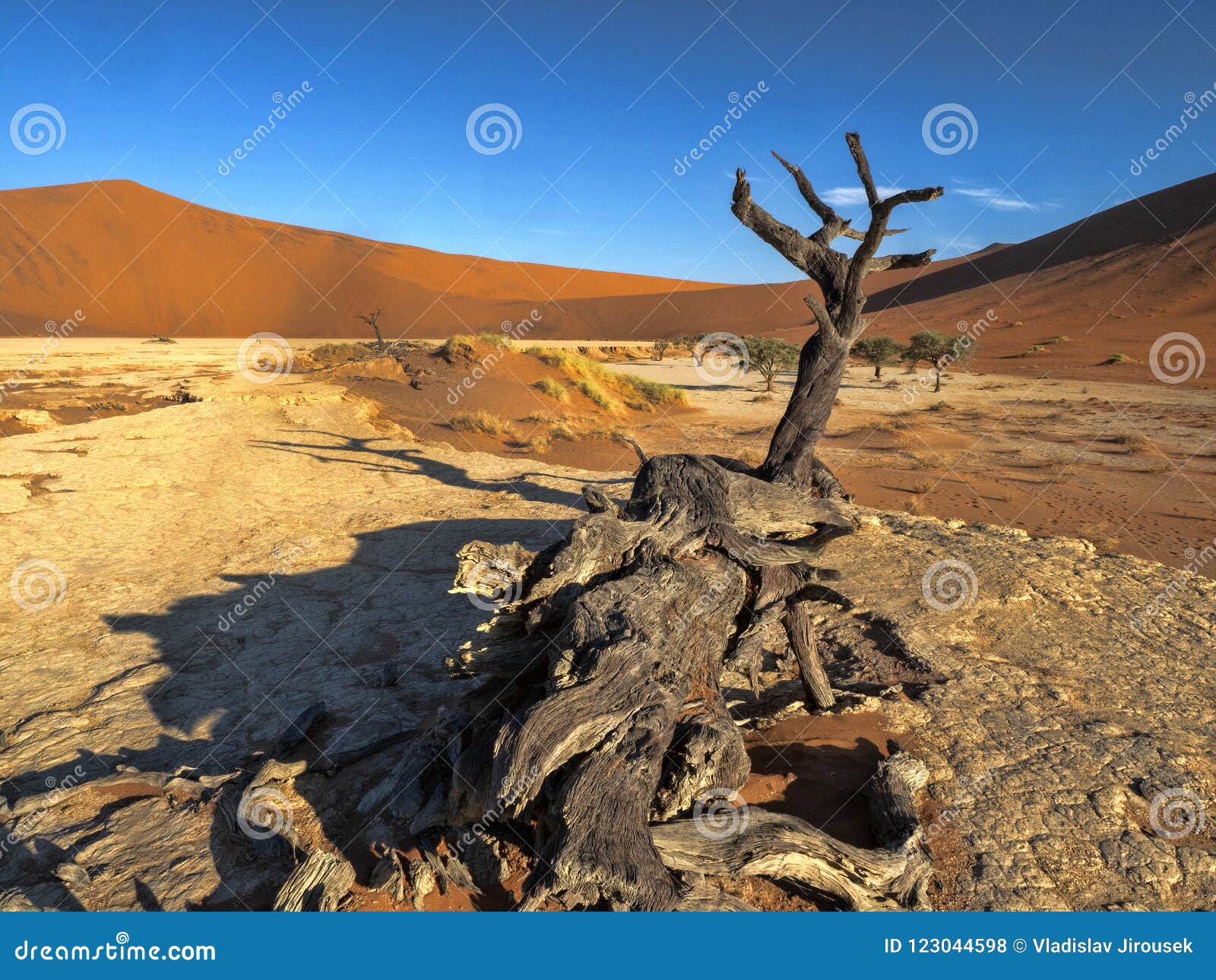 Dead Trees, in Deadvlei, Namibia Stock Photo - Image of wilderness ...
