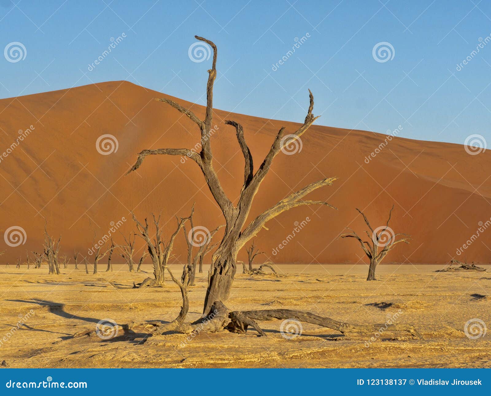 Dead Trees, in Deadvlei, Namibia Stock Image - Image of namibia ...