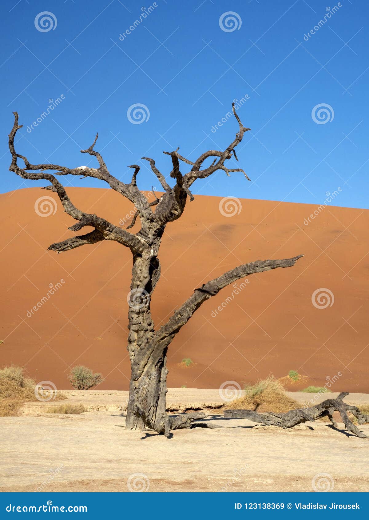 Dead Trees, in Deadvlei, Namibia Stock Image - Image of sesriem, africa ...