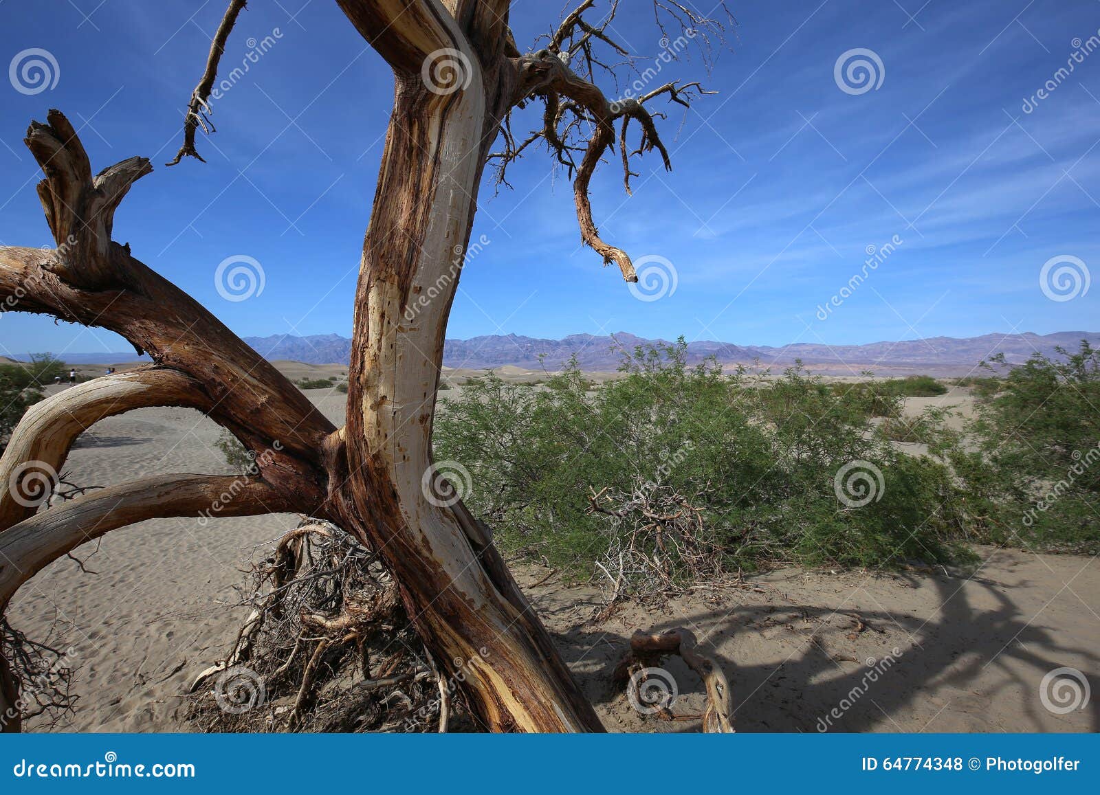 Dead Trees in the Death Valley, California Stock Photo - Image of wood ...