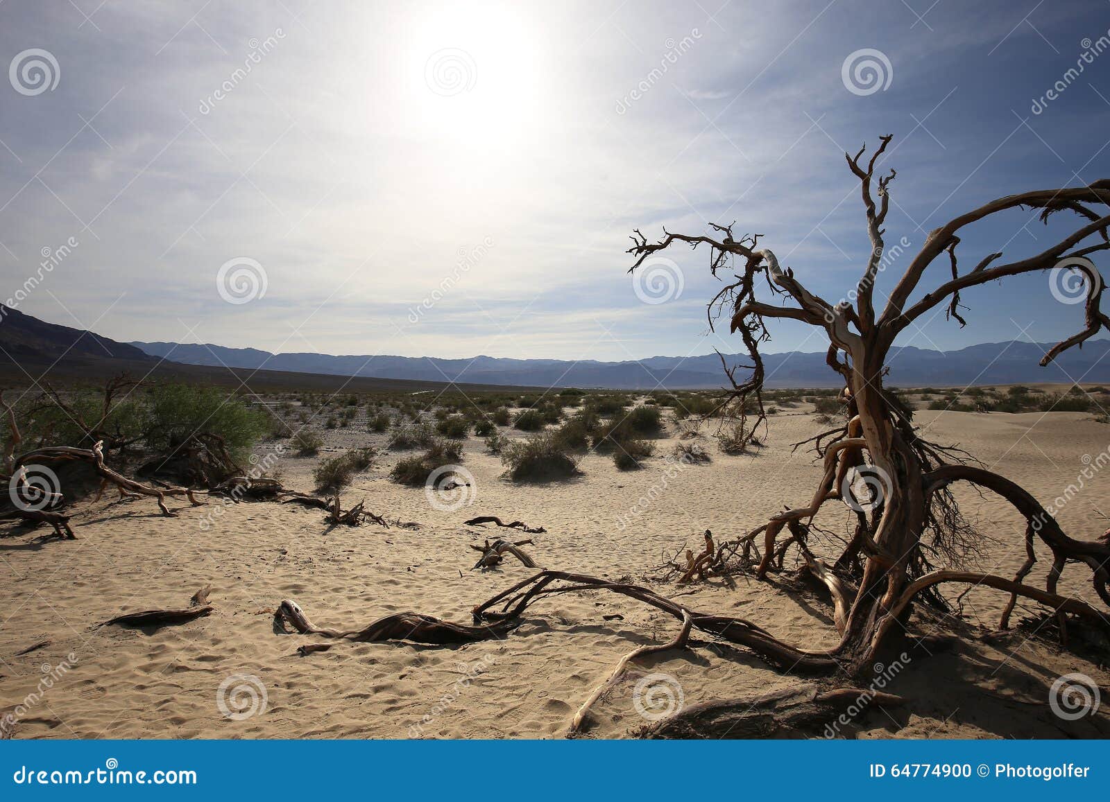 Dead Trees in the Death Valley, California Stock Photo - Image of dunes ...