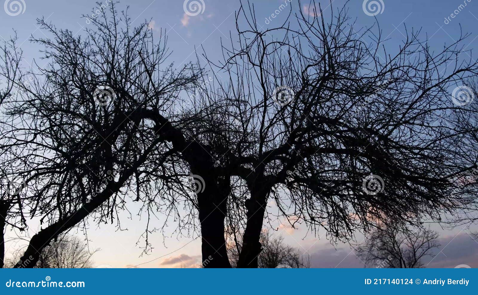 Dead Trees after Dehydration. Global Warming Stock Footage - Video of ...
