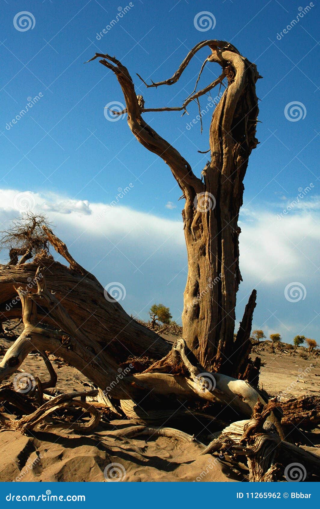 Dead trees in the desert stock photo. Image of decay - 11265962
