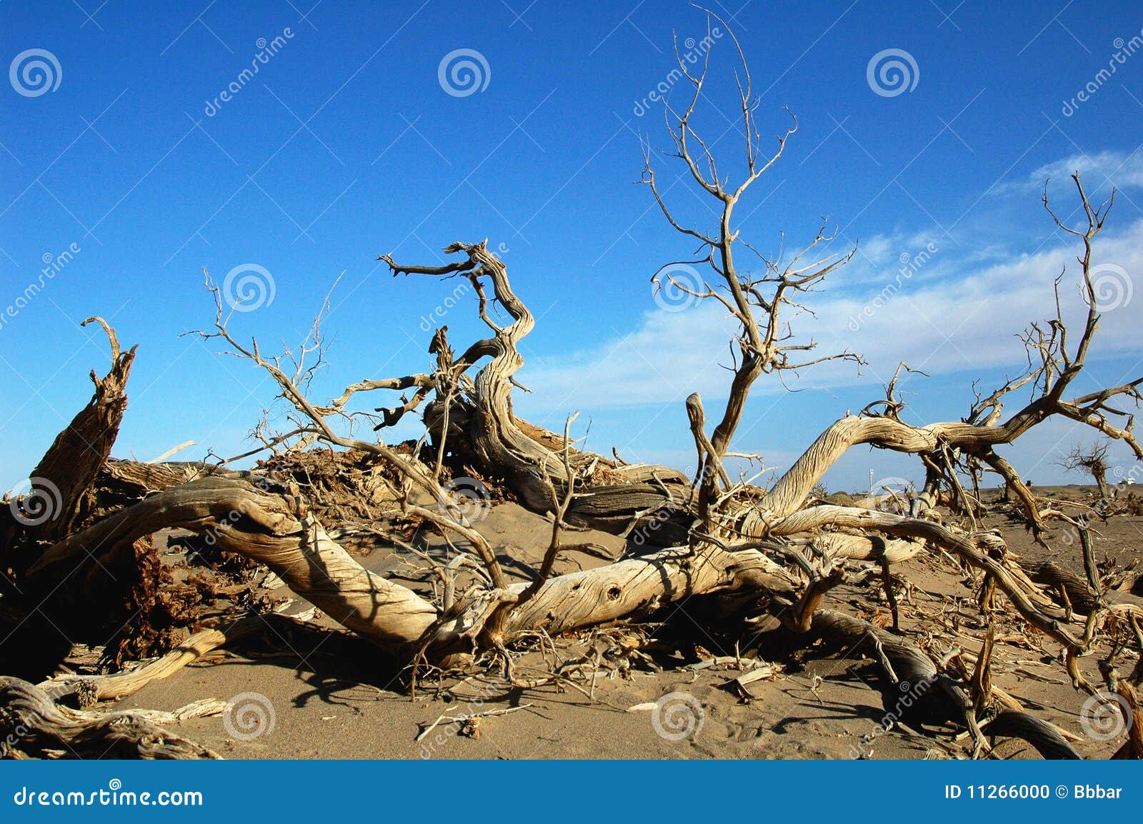 Dead trees in the desert stock photo. Image of trees - 11266000