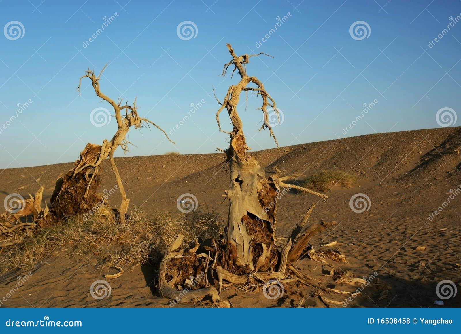 Dead trees in desert stock photo. Image of nature, desertification ...