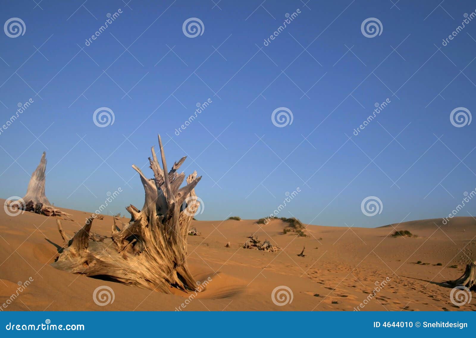 Dead trees in the desert stock photo. Image of summer - 4644010