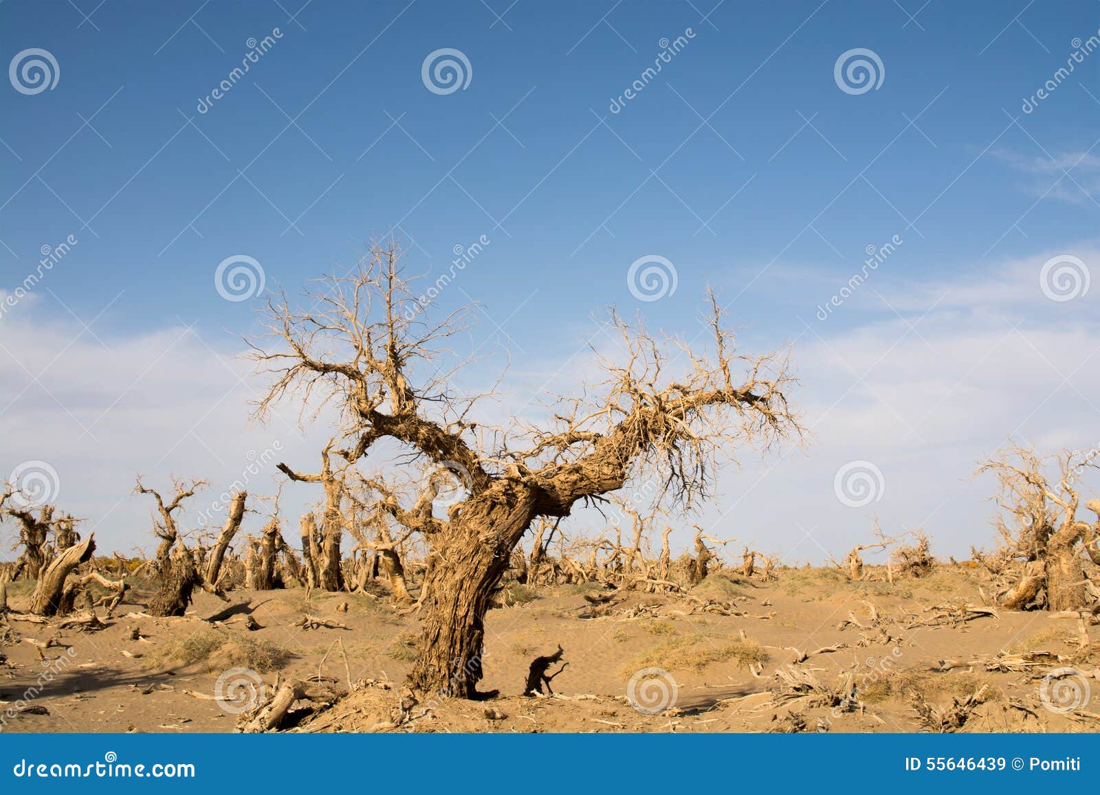 Dead trees in desert stock image. Image of china, desert - 55646439