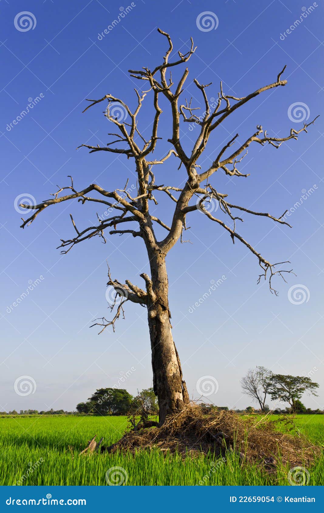 Dead trees Dried. stock photo. Image of frustration, dark - 22659054