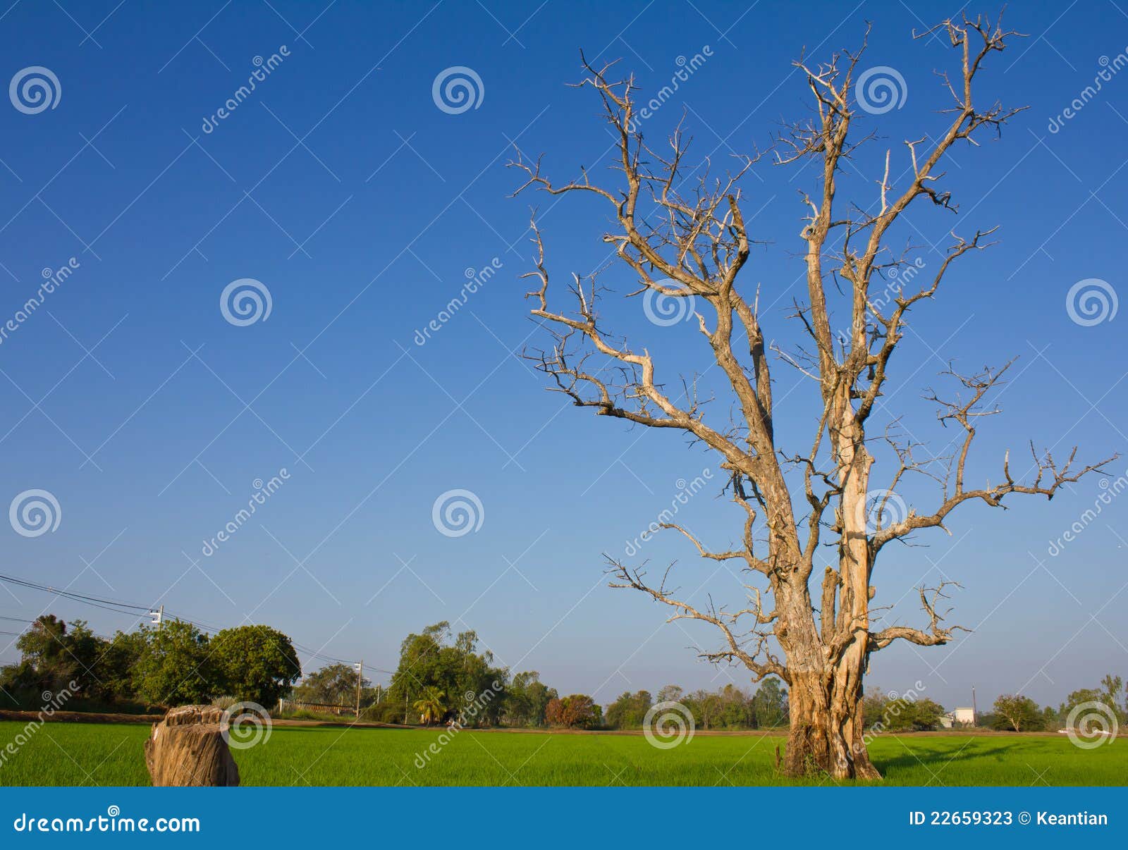 Dead trees Dried. stock image. Image of flat, failure - 22659323