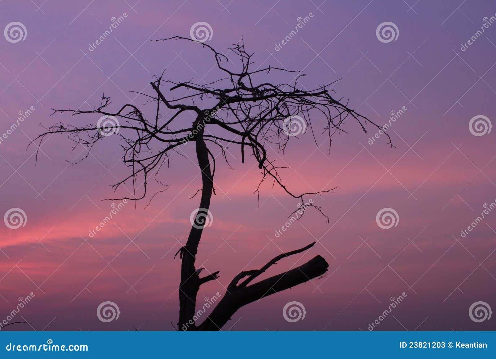 Dead trees Dried. stock image. Image of farm, accessibility - 23821203