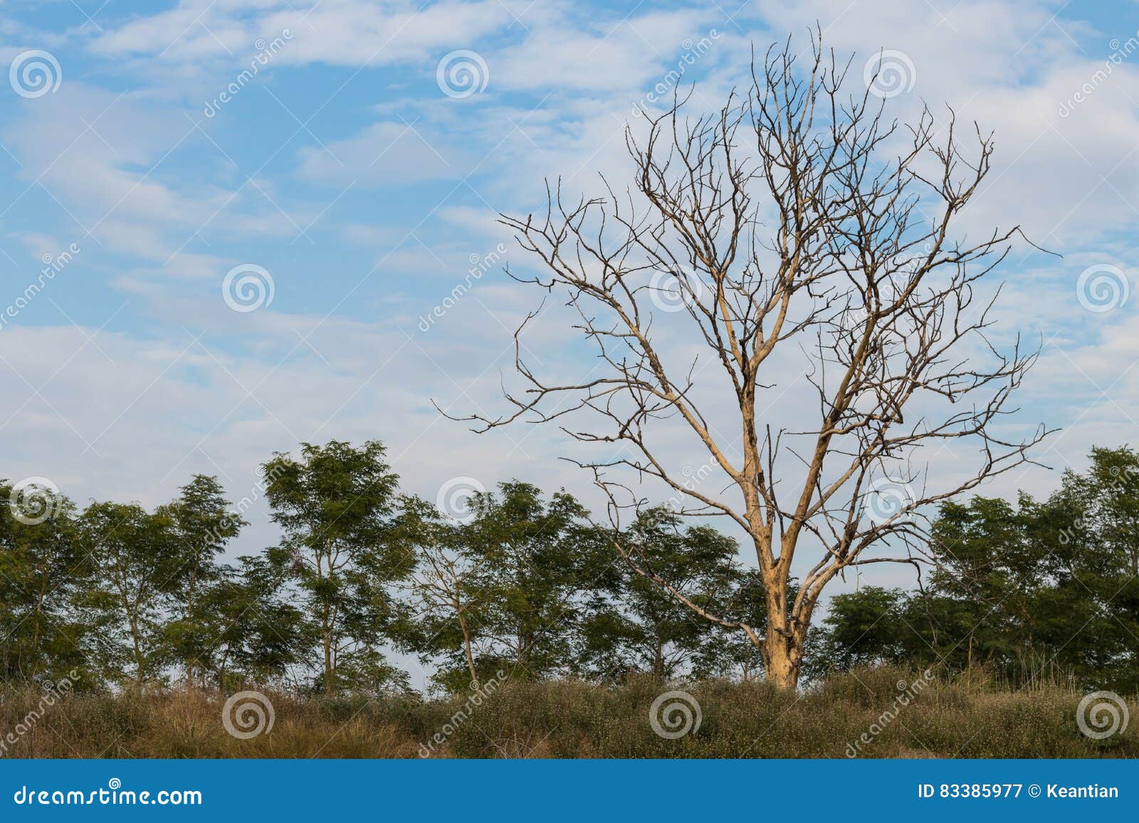 Dead trees and dry grass. stock image. Image of beautiful - 83385977