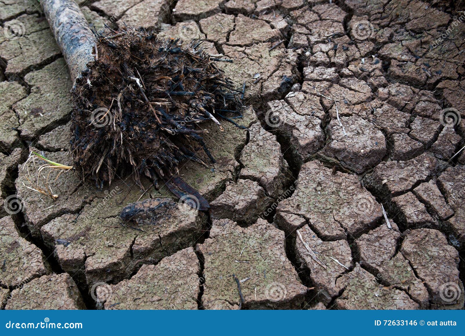 Dead Trees, Dry Land, World Disaster, Cracked Ground Background Stock ...