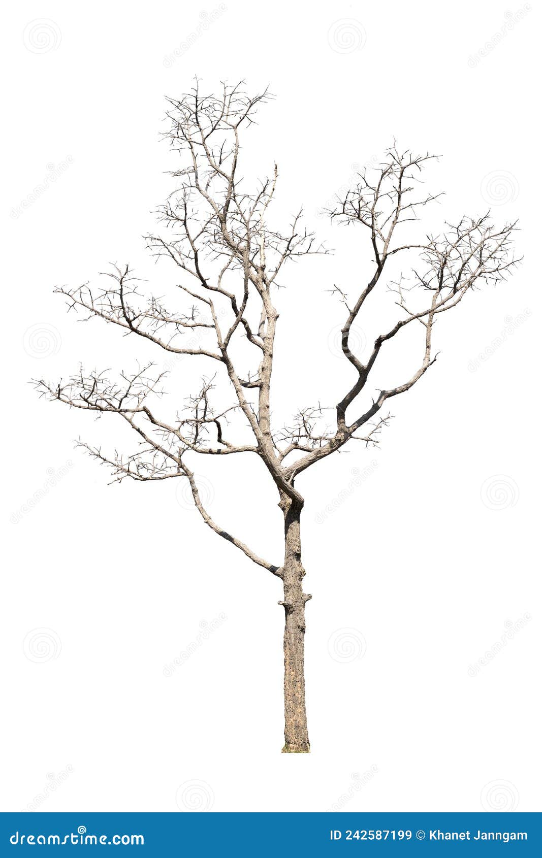 Dead Trees, Dry Trees in Thailand Stock Image - Image of spring, death ...