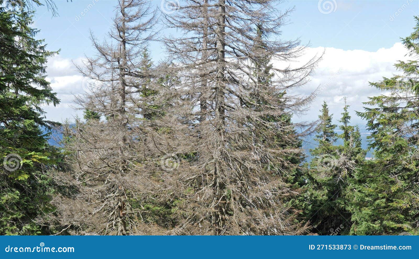Dead Trees Due To Co2 and So2 Emission. Air Pollution Stock Image ...