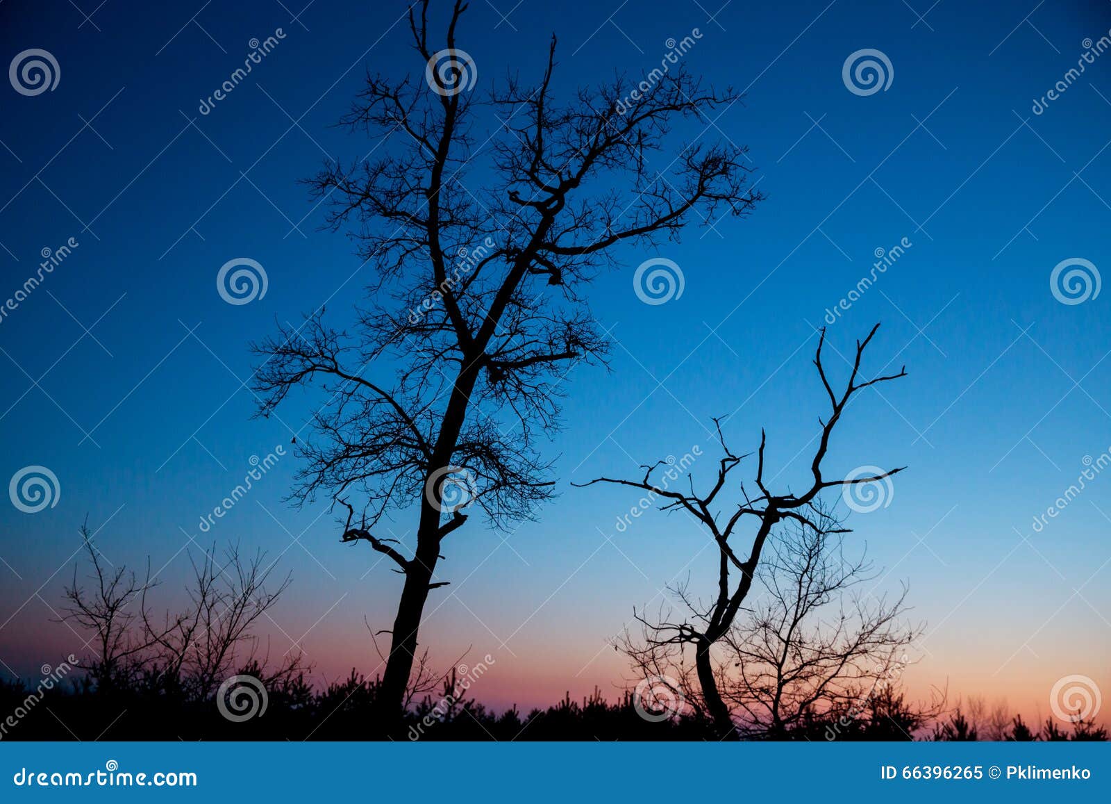 Dead trees in dusk stock image. Image of beauty, twilight - 66396265
