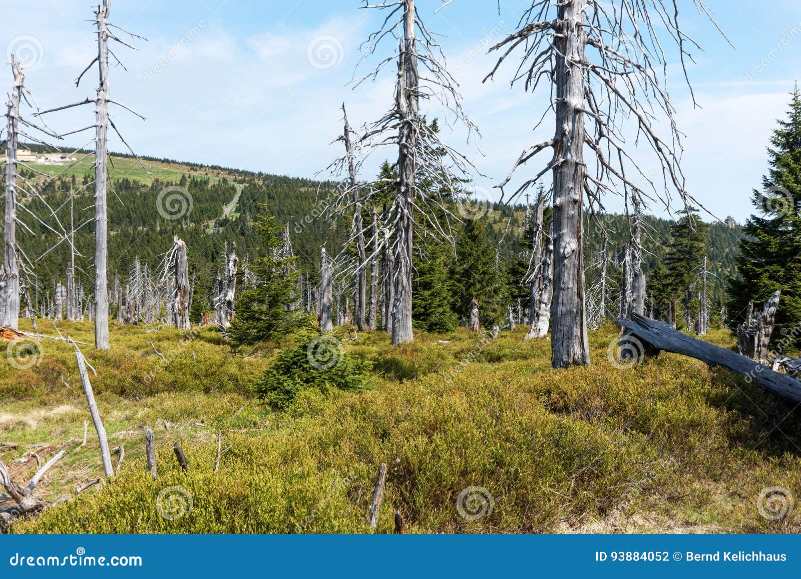 Dead Trees - Effect of Environmental Pollution Stock Photo - Image of ...