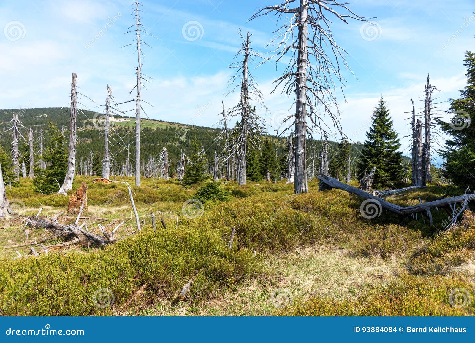 Dead Trees - Effect of Environmental Pollution Stock Photo - Image of ...