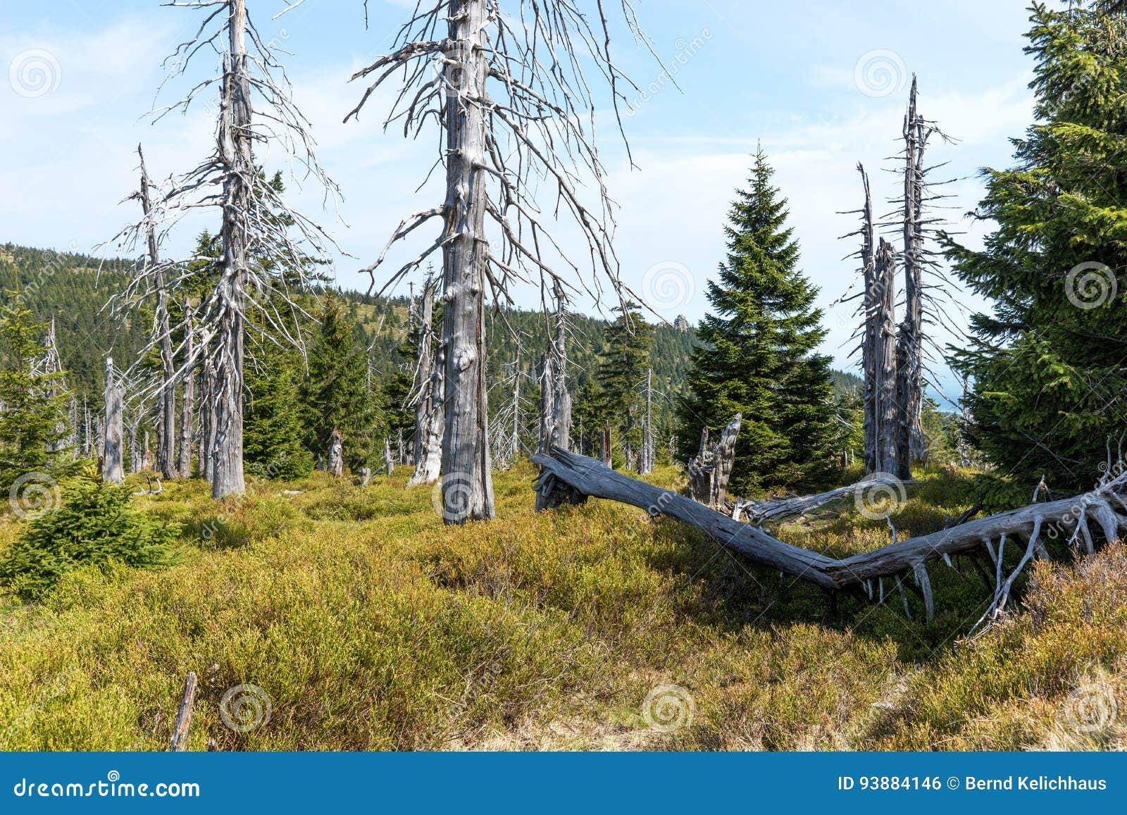 Dead Trees - Effect of Environmental Pollution Stock Photo - Image of ...