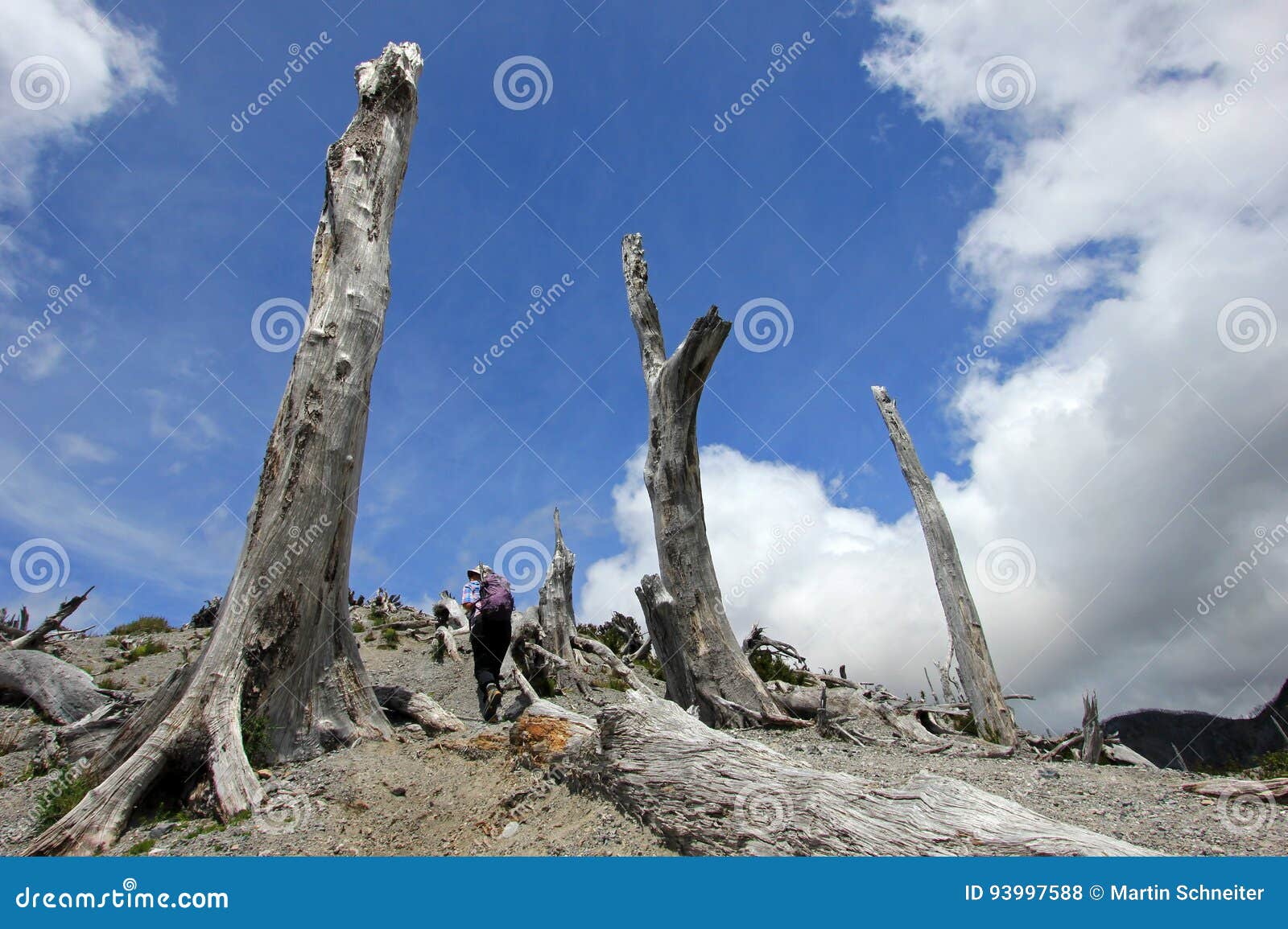 Dead Trees from Eruption of Chaiten Volcano, Chile Stock Photo - Image ...