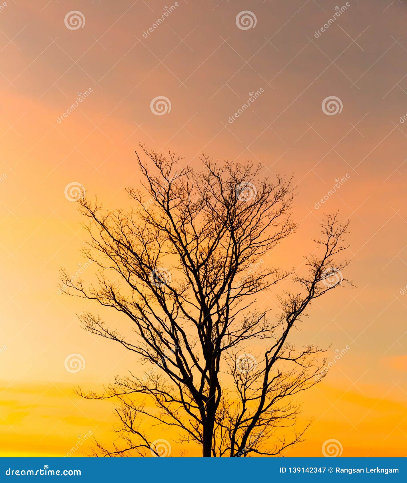 Dry dead tree stock image. Image of evening, yellow - 139142347